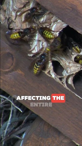 🐝💥 Wasp after insecticide | Getting Rid of Wasps | Edmonton Pest Control