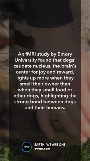 A heartwarming study shows just how deeply our dogs care for us! An fMRI scan found that dogs' brains light up with more joy when they smell their owner than when they smell food or other dogs. It's clear: the bond between a dog and its human is truly special. 🐾💖 #DogLove #HumanBond #UnconditionalLove #PetsAreFamily | ewao.com