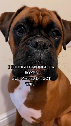 364K views · 6K reactions | Funny boxer dog | Trunks the Boxer | Facebook
