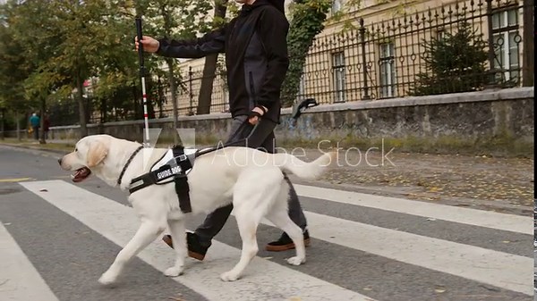 Blind woman and her guide dog walking along a sidewalk and crossing a street on the zebra crossing, tracking shot. Concepts of visual disability and city living.
