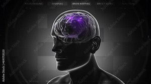 3D Animation of Human Head Rotating. Technology Interface. Electrical Impulses Shinning inside the brain. Synapse, Neuroimaging, Brain Mapping