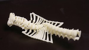 Bones made to order at University of Rochester, thanks to 3-D printers