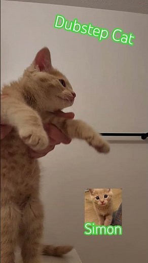 dubstep cat 😼🔥