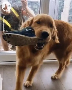 34K views · 2.4K reactions | Whenever the window cleaner get's here, Jasper gets SO EXCITED  | Go Fetch | Facebook