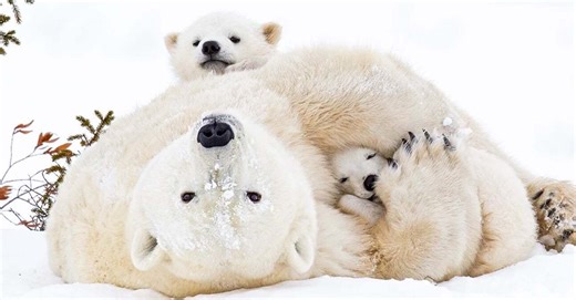 Zoologists managed to capture polar bear cubs leaving their den for the first time after 10 years of observation