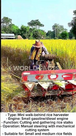 Mini Rice Harvester in Action