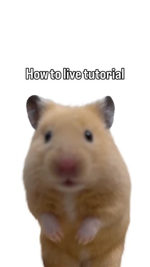 나는 누룽지 on Instagram: "how to live tutorial #hamster #fyp"