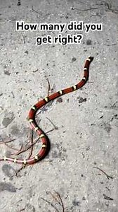 Do you know your Colorful snakes? #nature #animals #snakes