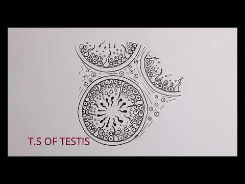 How to draw t.s of testis(Draw easy biology)