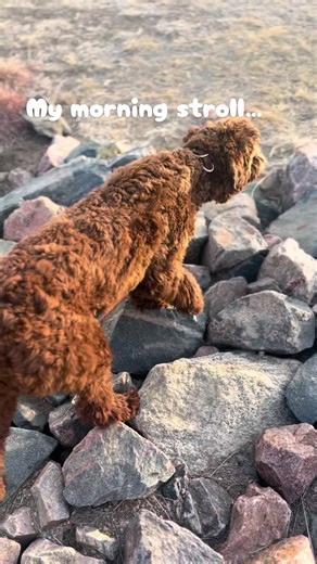 Here’s a look at my morning walk today and some ‘splorin looking for the neighborhood bunnies🐰 and ducks 🦆 #exploring #dogwalk #cutedogs #labradoodle #huntingdog