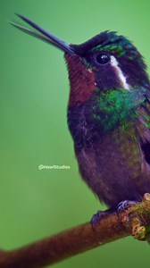 Hummingbird Chirping Wincent M7HKs #bird #wildlife #nature | HAWI Studios