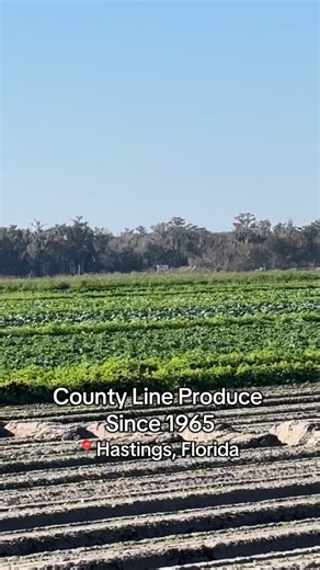 🥦🥕🥬 County Line Produce in Hastings, Florida is a seasonal farm stand offering fresh-from-the-field veggies and fruit since 1965! ⏰ 8 AM-6 PM seven days a week — mid-November through early July 📍9260 State Road 207 Hastings, Florida #floridashistoriccoast #farm #market #fresh #vegetables #fruit #farmstand #hastings #stjohnscounty #staugustine #fall #florida | St. Augustine, Florida