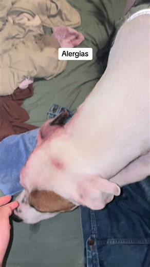 Experiencias con Cytopoint para alergias en perros