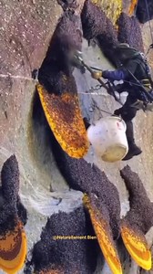 418K views · 1.2K reactions | Les abeilles  sont bien plus qu'un...