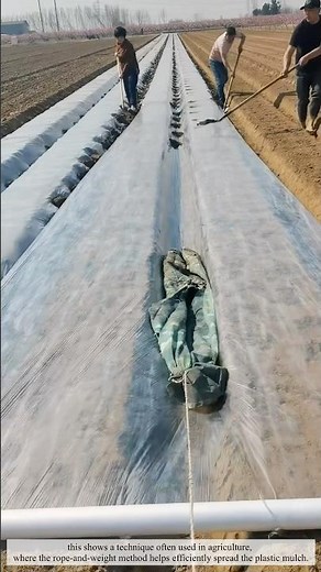 Brilliant Hack：Plastic Mulch Installation Using Rope and Weight #farmer #agriculture #work