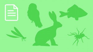 Spinnentiere – Netzbau und Lebensweise | sofatutor.com