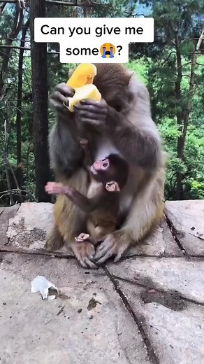Can you share it with your little boy？😱😱#asmr #socute #IFeelWeightless #cute #monkeyboo #babymonkey #viral #monkey #fypシ #animals #foryou #pet #food | D.R