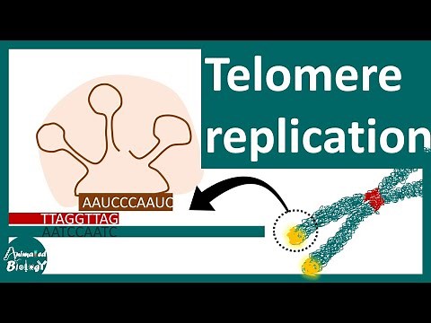 Telomere replication | The End replication problem | Aging and Telomere.