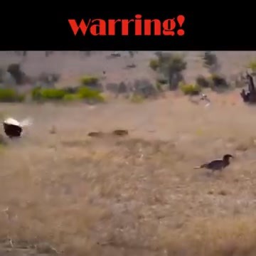 Catching birds is faster than lightning of animals 😱😱😱 | Electron Oasis