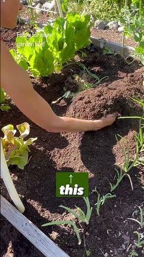 Trench Composting; Zero-Waste, Zero-Effort Garden Soil Improvement!