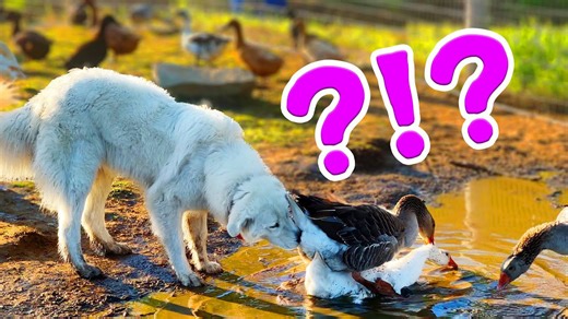 Teaching a Farm Dog the Basics of Reproduction