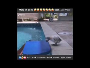 Big bag of seeds for me if I go on the flotation device 😁😂 bird funny video 2020