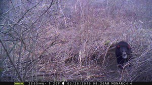 UPDATE: Allegany State Park retrieved the trail camera set up near the bear den DEC Biologists visited in March. Evidence from the trail cam indicates the sow (female bear) and her cubs vacated the den around March 31st. DEC is now using the GPS collar to track the mother and cubs. They remain in close proximity to the area. You can see our post about the den visit at Allegany State Park here: https://www.facebook.com/NYSDEC/posts/10154136211710956 | NYS Department of Environmental Conservation