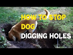 How to Stop Dogs From Digging Now!