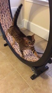 This cat has his own exercise wheel 😂😂 | UNILAD