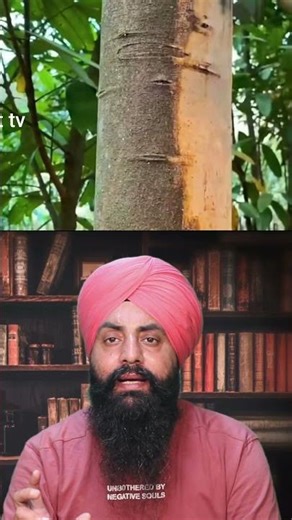 The Fascinating Process of Making Cinnamon! 🌳👌"