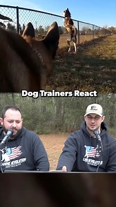 218K views · 4.3K reactions | Malinois jumps a fence to confront a husky  #dogs #dogtrainer #dogtraining #react #reaction #husky #malinois | Canine Revolution Dog Training | Facebook