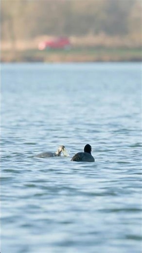 Coot emerges from underwater #coot #coots #waterbirds #wildlife #natureshorts #relaxingnature