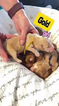 Meet Lovie’s 11 Medium size Australian Labradoodle puppies! #puppy #newbaby #cutepet #babyanimals