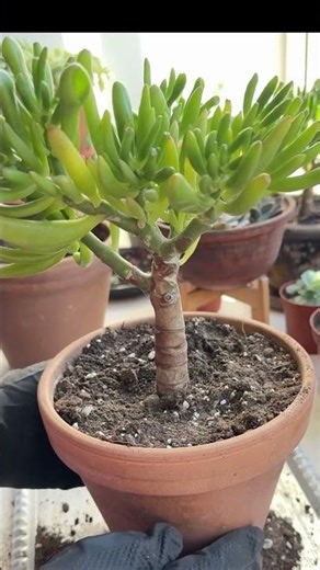 🌳✨This One Mistake Keeps Your Money Tree Small (Fix It Now) #plants #succulent #plantlover