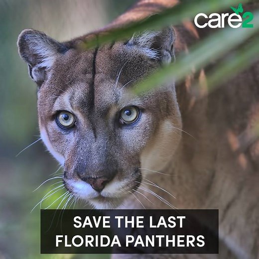 4.9M views · 538 reactions | A housing development is being proposed in Florida. And the location is the habitat of Florida's last 200 panthers. If this development is approved, these innocent panthers will be extinct before we know it. Sign the petition to take a stand for the Florida panther before it's too late! | Care2 | Facebook