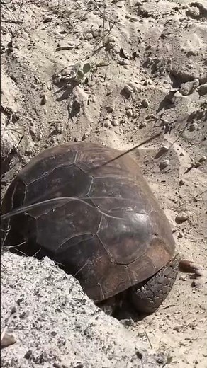 Gopher, tortoise, rules, and regulations in Florida.