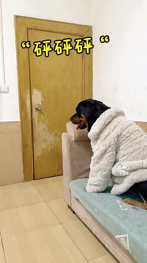 The boat of friendship can capsize at any time, and a piece of sincerity is entrusted to the wrong person after all 😂😅 #dog #dogfunny #yituo | Dog Yi Tuo