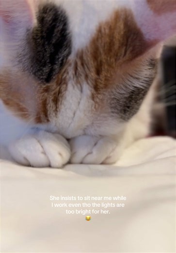 Managing Bright Lights in Prana Kitchens