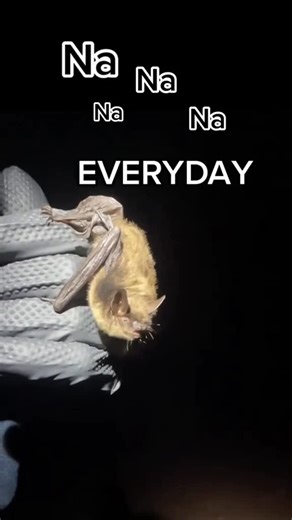 Alyson Brokaw, PhD | HAPPY BAT WEEK! Don’t forget to give thanks for the hungry hungry bats who spend their evenings scarfing down insects, including many crop... | Instagram