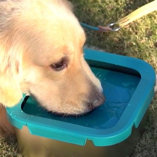 LumoLeaf on Instagram: ""LUMOLEAF NO SPILL WATER BOWL — 135OZ / 4L" Designed for big dogs and long days. The LumoLeaf ultra-large no-spill bowl delivers steady hydration with less refilling and zero mess — perfect for large breeds, multi-dog homes, and active lifestyles. Stable. Spacious. Stress-free. 🐾✨ Because big dogs deserve big hydration. #LumoLeaf #NoSpillBowl #BigDogLife #UltraCapacity #DogHydration #PetEssentials #DogLife #PetGear #DogParents #FYP💙"