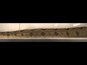 Rectilinear Motion of snake