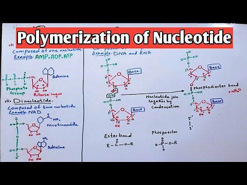 Polymerization of Nucleotide, Mononucleotide and Dinucleotide || Jiya's Biology Tutorials ||