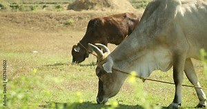 Native Philippine Cattle Grazing on Grass in a Farm During Midday