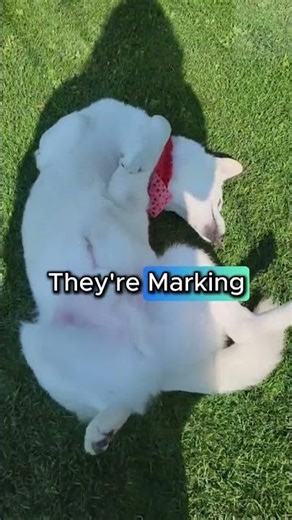 Why Do Dogs Roll in the Grass?