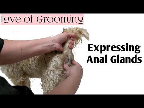 How to Express Anal Glands