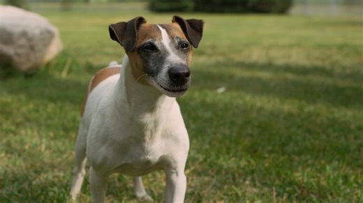 Archie | Archie | Stream