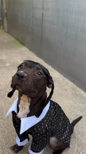 Who needs a Wednesday when we have this gem Sesame. Sesame Addams that is. Sesame didn’t just have a meal of misfortune her whole pre-shelter existence seemed to be tragic. She poor body still is healing from it and the pressure sores on her bum still have a way to go. This girl is still smiling though. She is pure positivity and pretty cute with braids! Came in as a tagged stray on 9/21/25 and is available NOW. Picked up from the 25th district CPD Sesame A301373 | Female | Age? Handling: https: