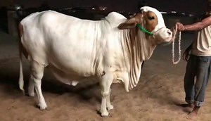 3.4K views · 449 reactions | JASMINEEEE ❤❤❤ PAKISTAN NUMBER 1 BACHRI  COMING SOOON !! | Karachi Cow Mandi Services | Facebook