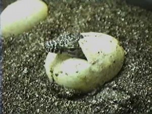 Lizard hatching from egg