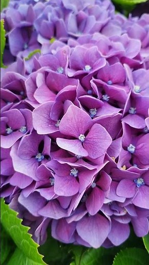 Hortensia, la planta que florece a lo grande